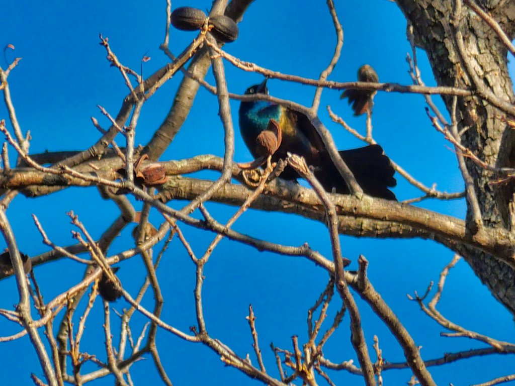 Bird-in-Tall-Tree-Lumix-100-300mm.jpeg - Peter Pohls Photography