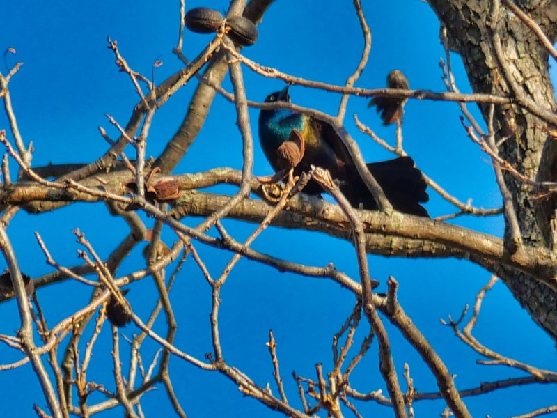 Bird-in-Tall-Tree-Lumix-100-300mm.jpeg - Peter Pohls Photography
