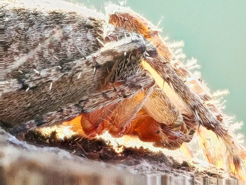 Spider Camouflage 1 - Peter Pohls Photography