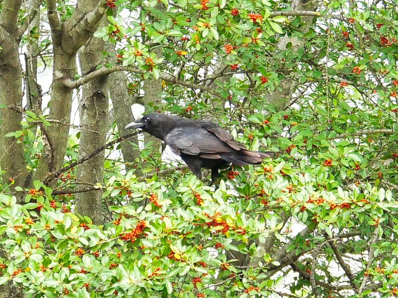 Crow-on-Tree-1.jpeg - Peter Pohls Photography